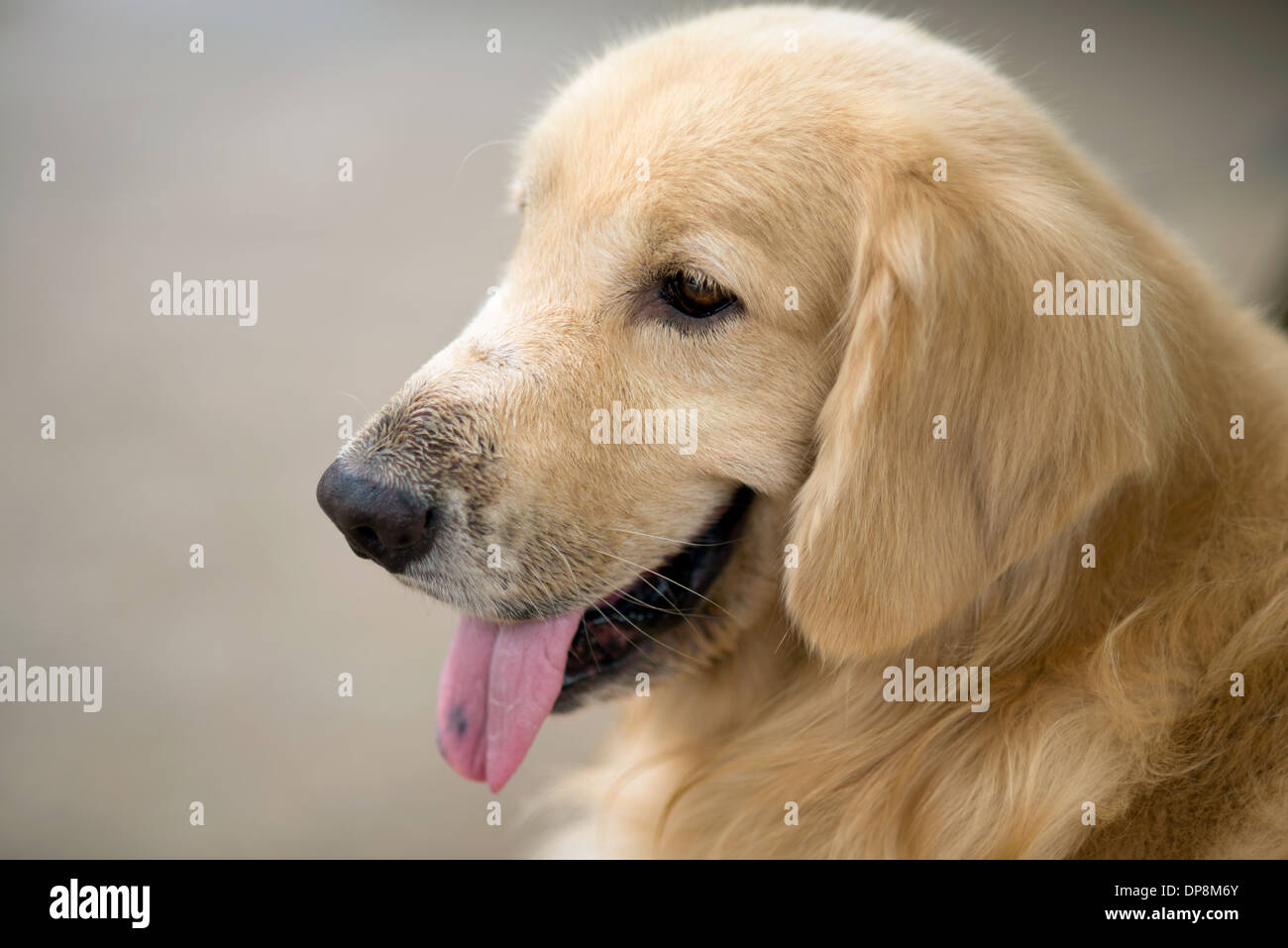 Hundekopf seitenansicht -Fotos und -Bildmaterial in hoher Auflösung – Alamy