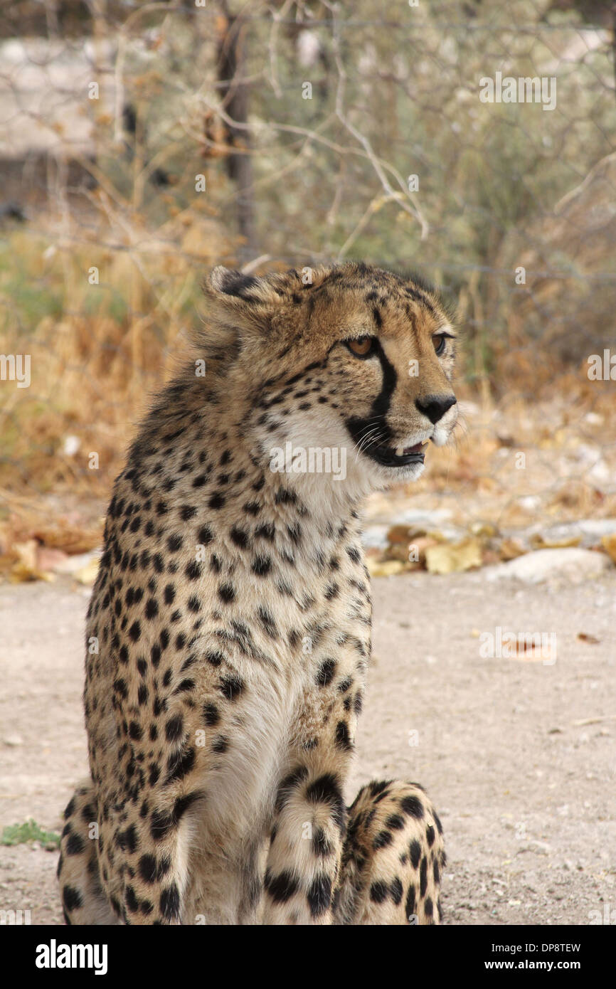 Gepard in namibia -Fotos und -Bildmaterial in hoher Auflösung – Alamy
