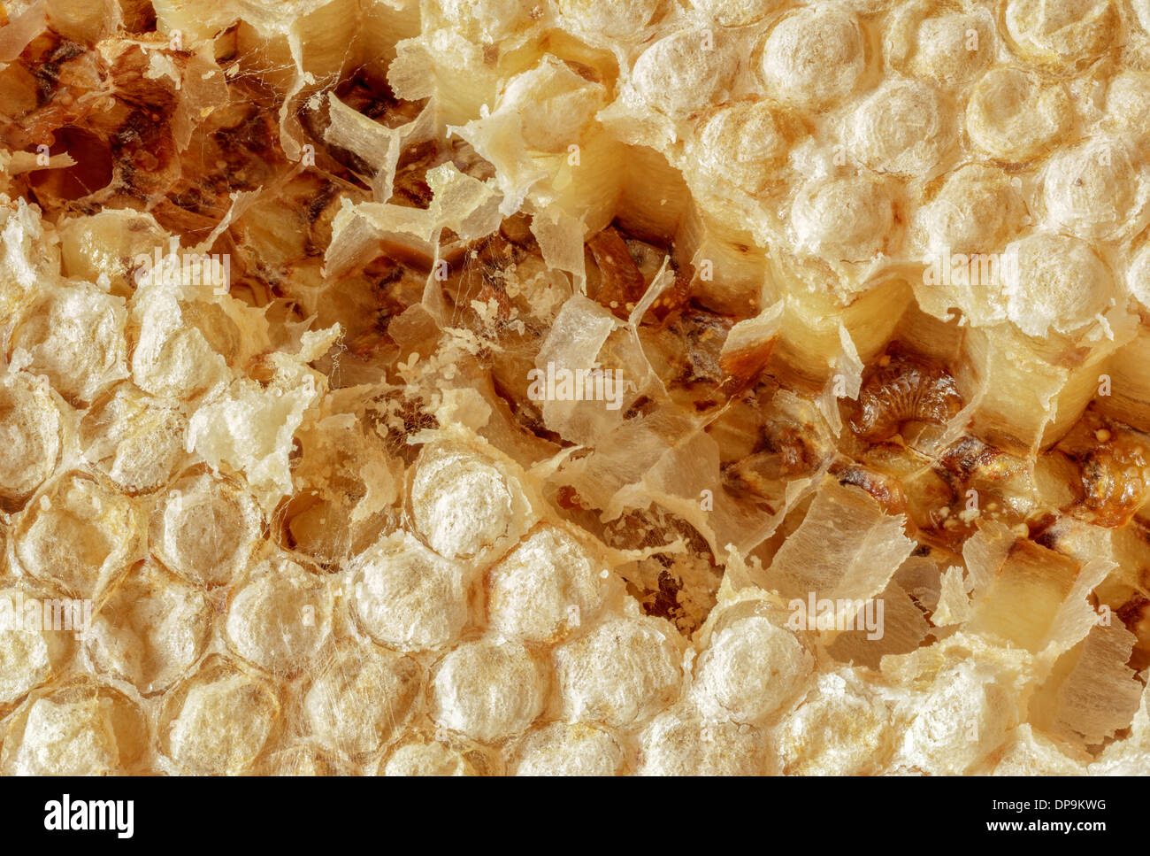 Larven im nest -Fotos und -Bildmaterial in hoher Auflösung – Alamy