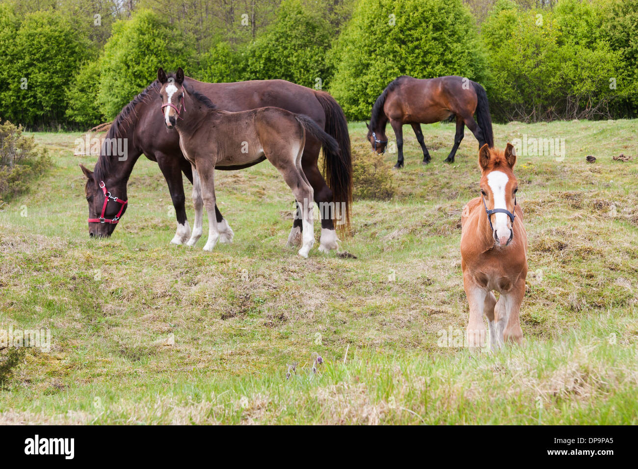 Pferd essen -Fotos und -Bildmaterial in hoher Auflösung – Alamy
