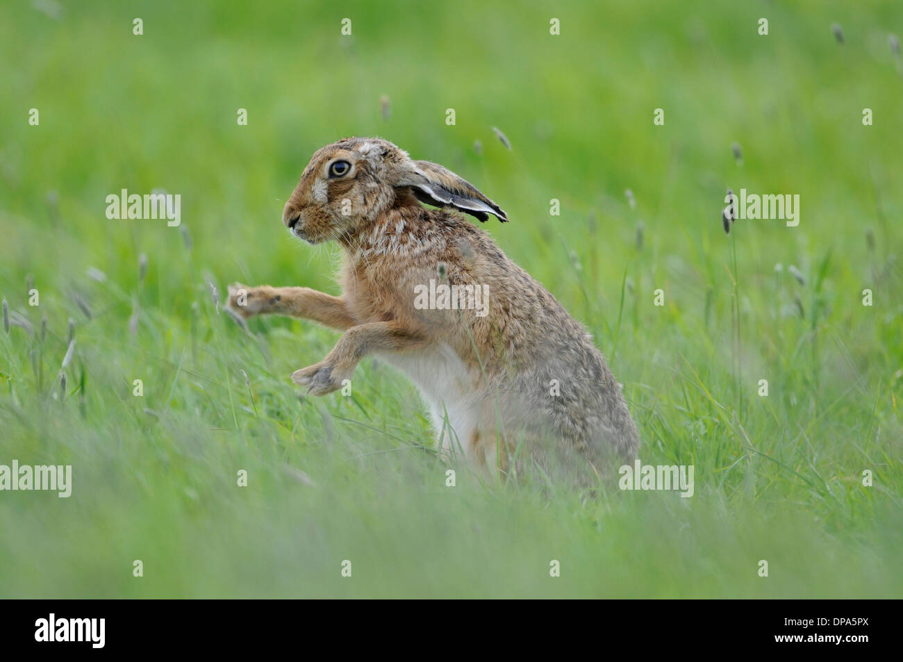 European Hare Lepus Europaeus Standing Stockfotos und -bilder Kaufen ...