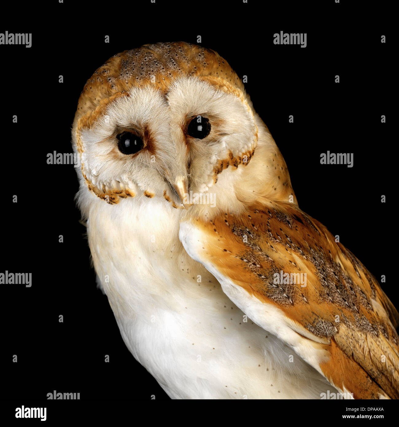 Eule baby Stockfotos und -bilder Kaufen - Alamy