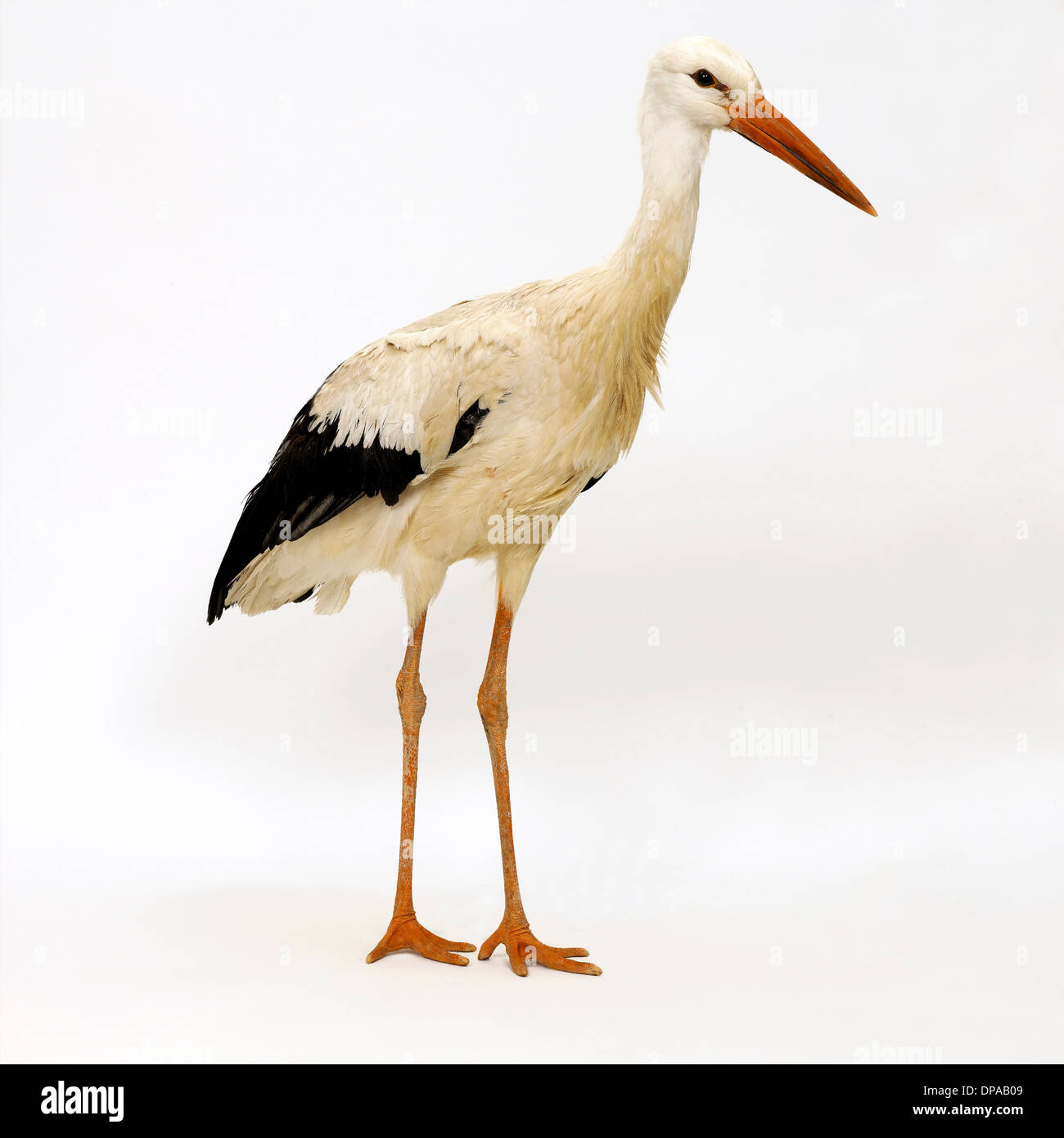 The stork -Fotos und -Bildmaterial in hoher Auflösung – Alamy