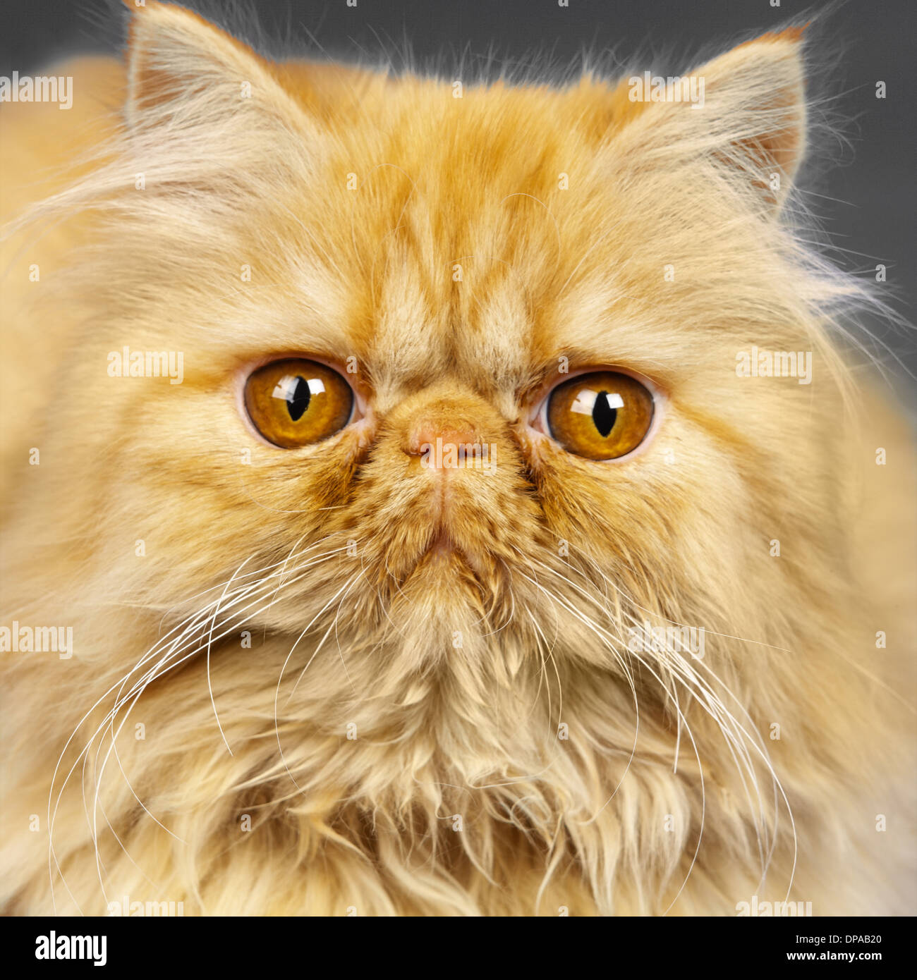 Red persian cat portrait -Fotos und -Bildmaterial in hoher Auflösung ...