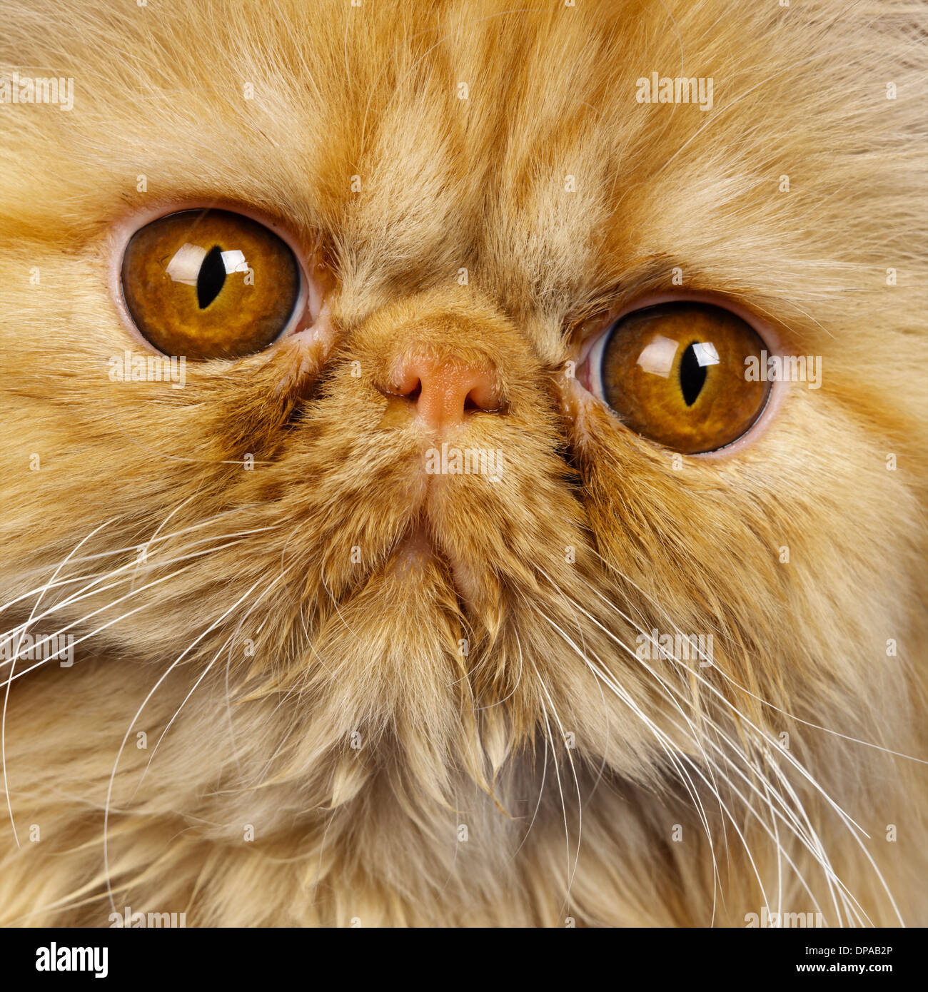 Red persian cat portrait -Fotos und -Bildmaterial in hoher Auflösung ...