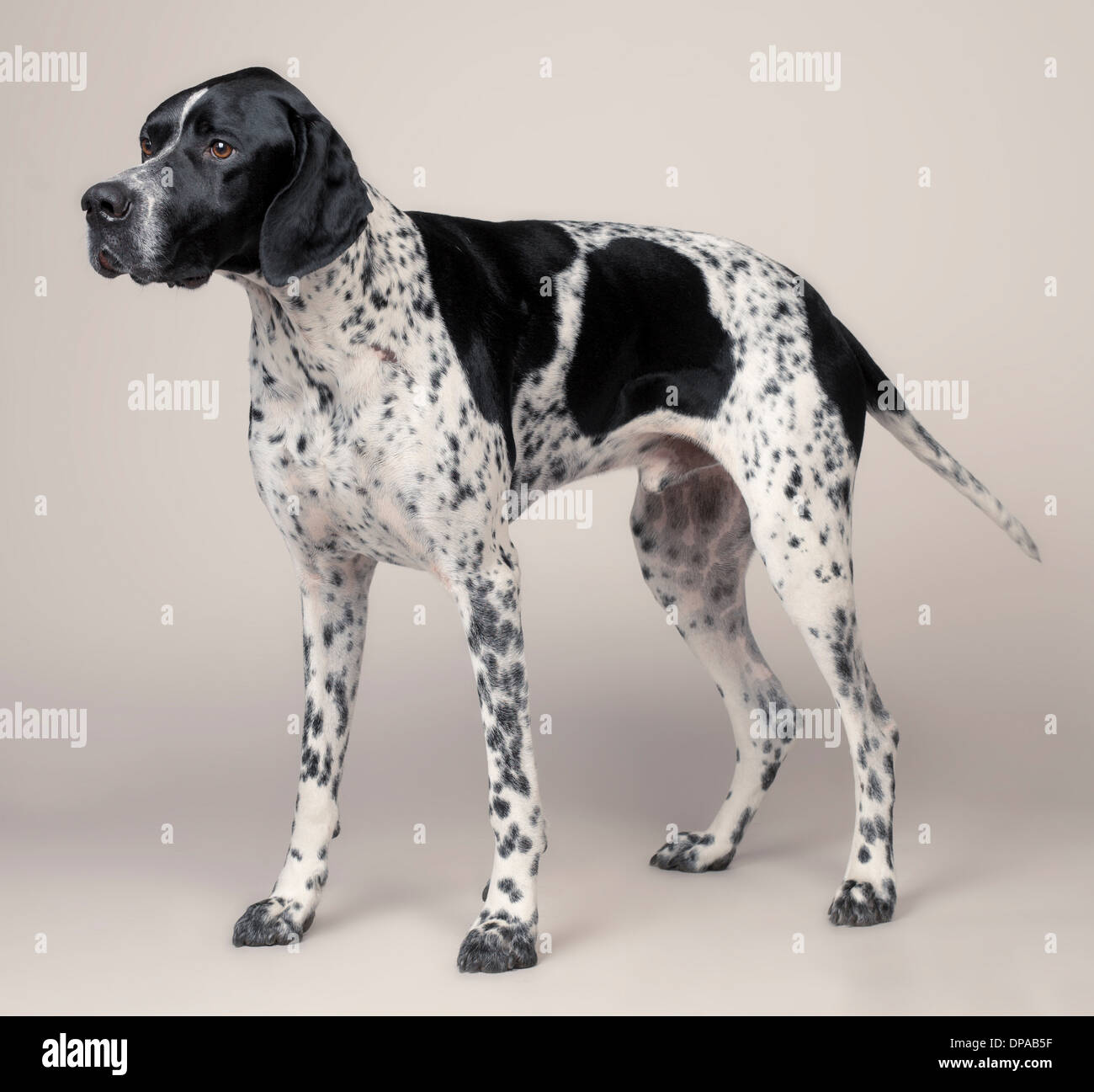 English Pointer Stockfotos und -bilder Kaufen - Alamy