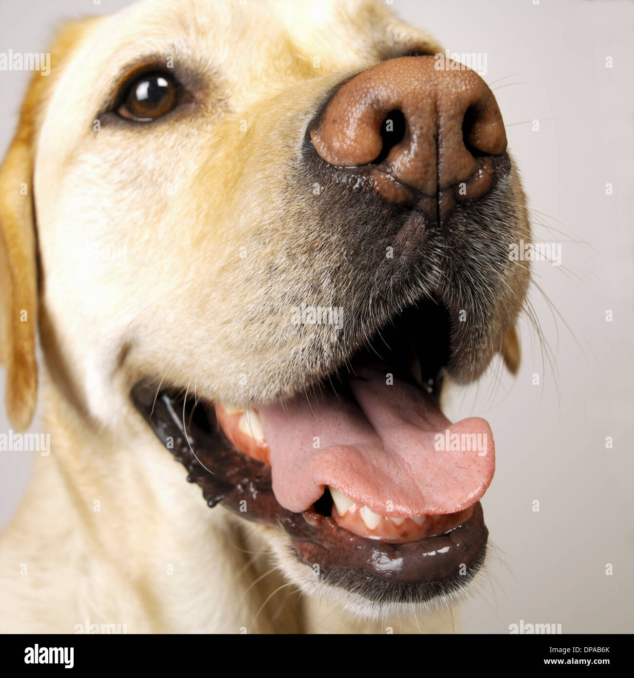 Keuchend mit der zunge raus -Fotos und -Bildmaterial in hoher Auflösung ...