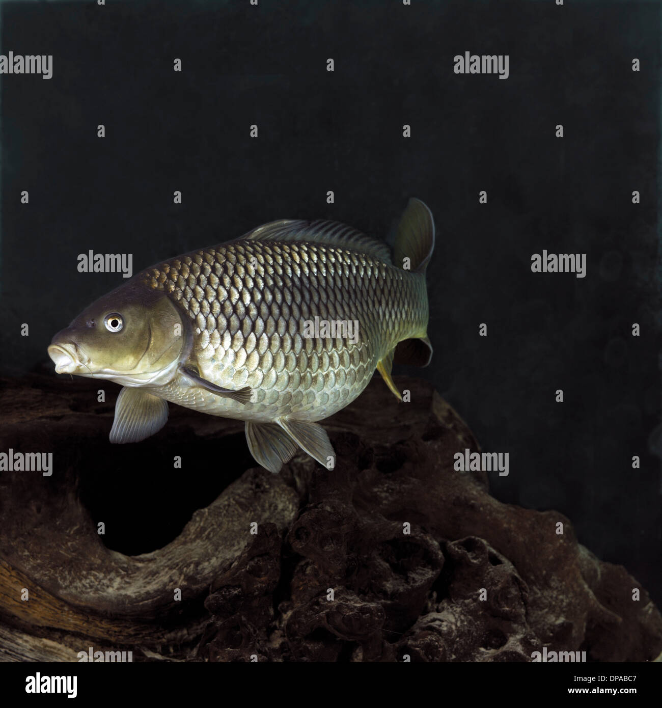 Karpfen unterwasser -Fotos und -Bildmaterial in hoher Auflösung – Alamy