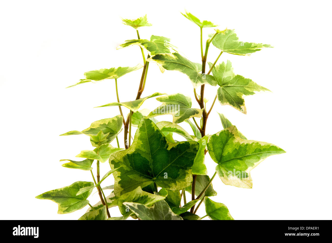 Algerischer efeu -Fotos und -Bildmaterial in hoher Auflösung – Alamy