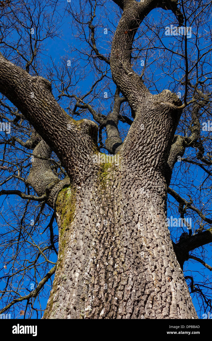 Winter oak tree -Fotos und -Bildmaterial in hoher Auflösung – Alamy