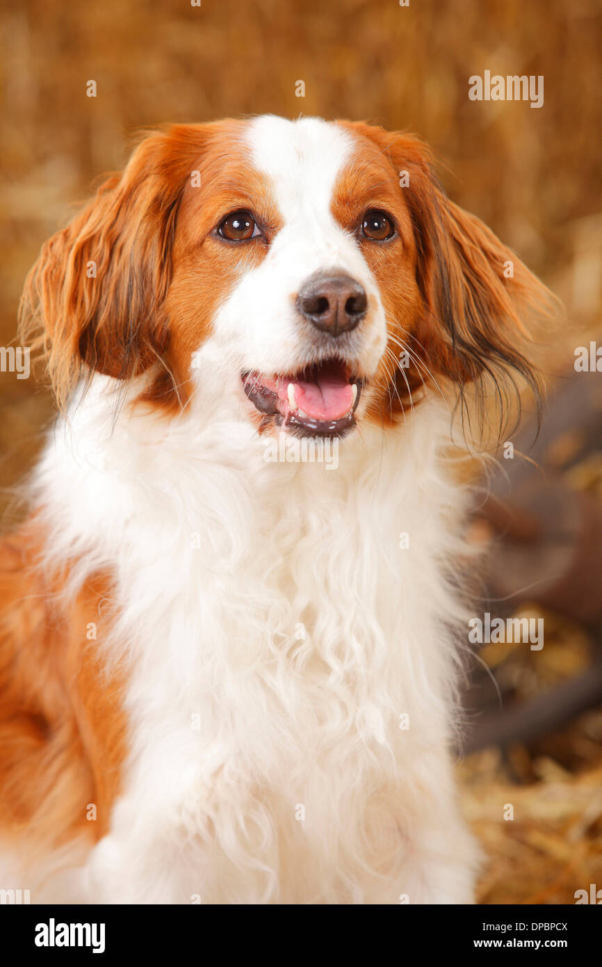 Nederlandse Kooikerhondje Stockfotos und -bilder Kaufen - Alamy
