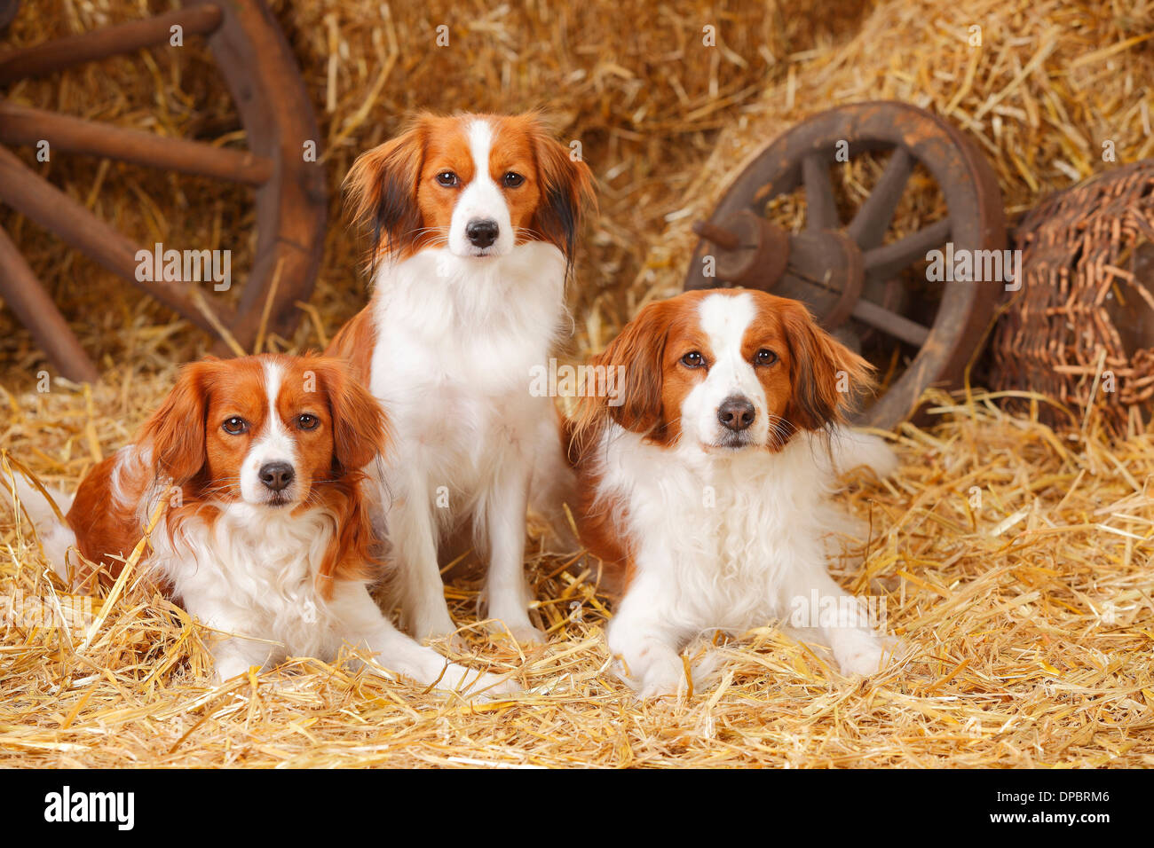 Nederlandse kooikerhondje -Fotos und -Bildmaterial in hoher Auflösung – Alamy