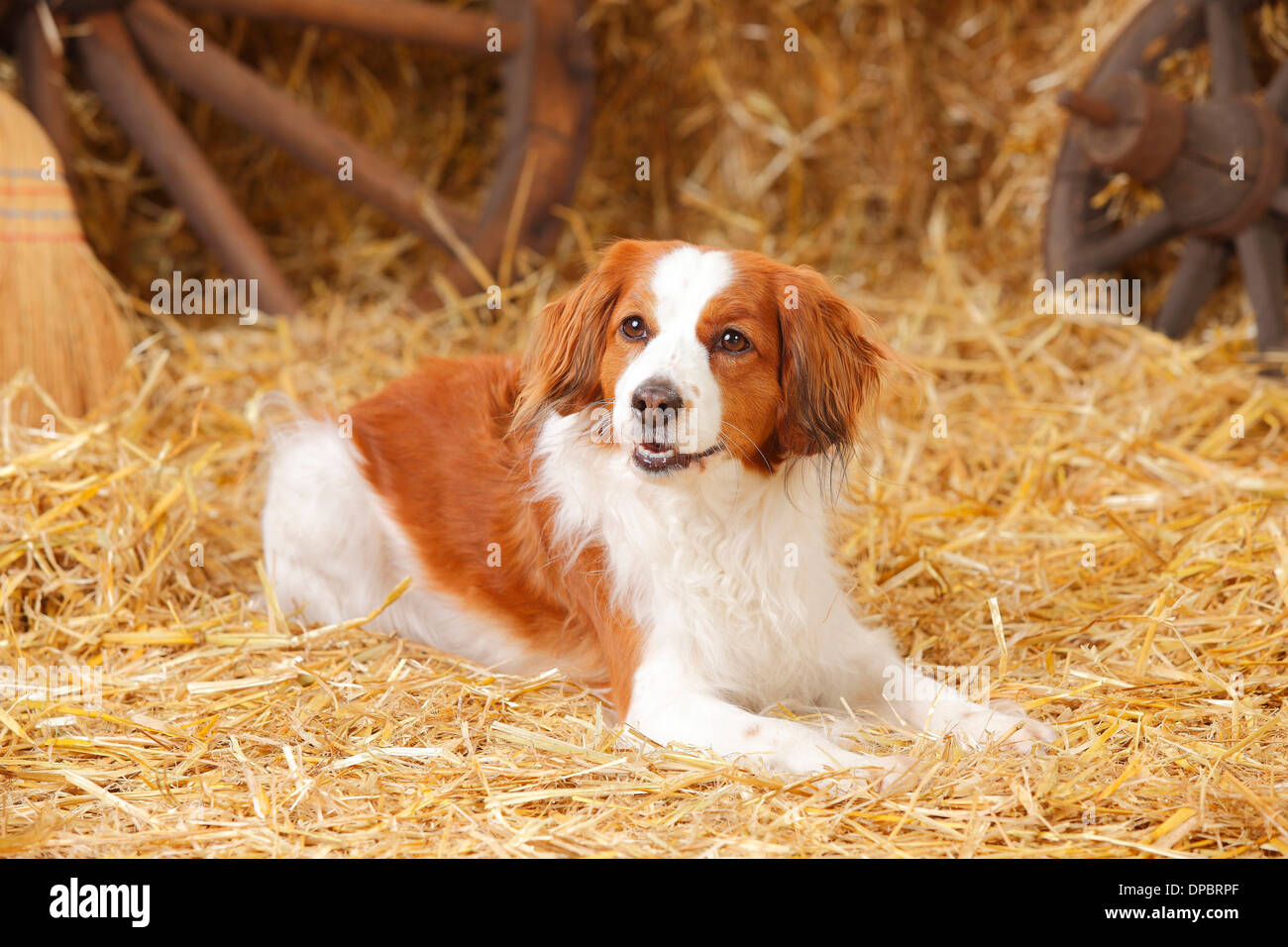 Nederlandse Kooikerhondje Stockfotos und -bilder Kaufen - Alamy