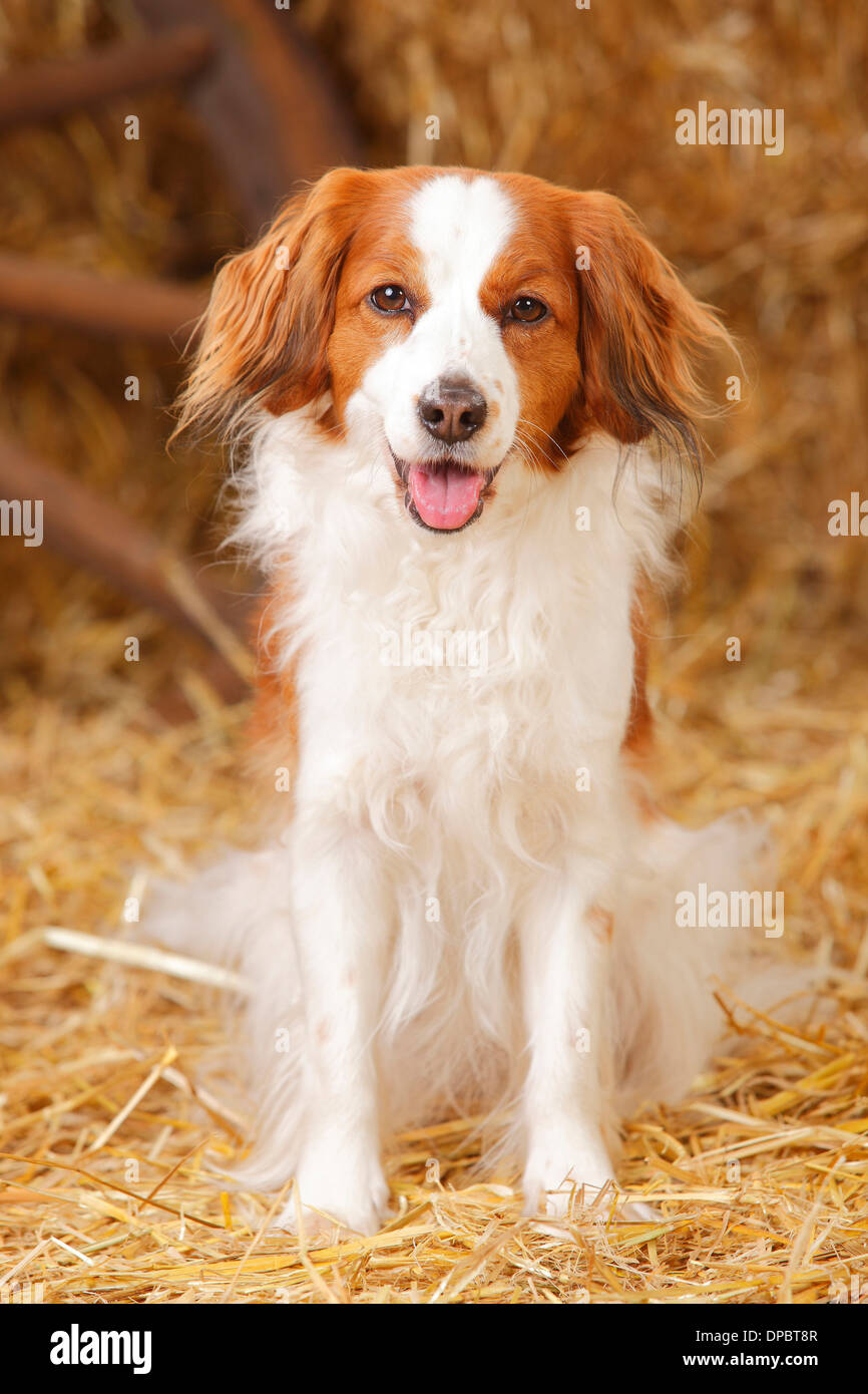 Nederlandse kooikerhondje -Fotos und -Bildmaterial in hoher Auflösung – Alamy