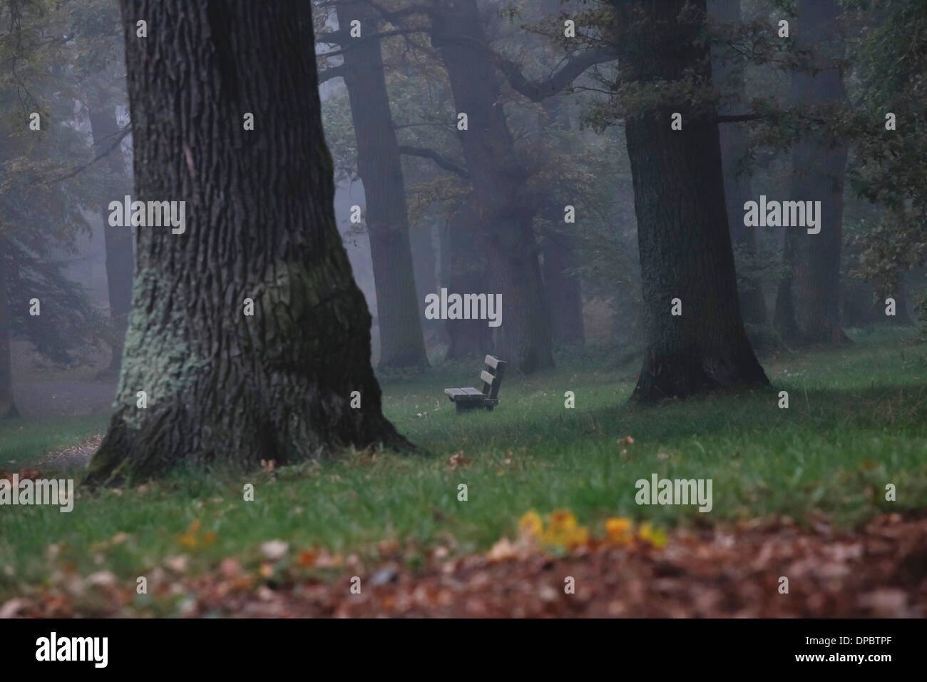 Der Eichenwald Stockfotos und -bilder Kaufen - Alamy