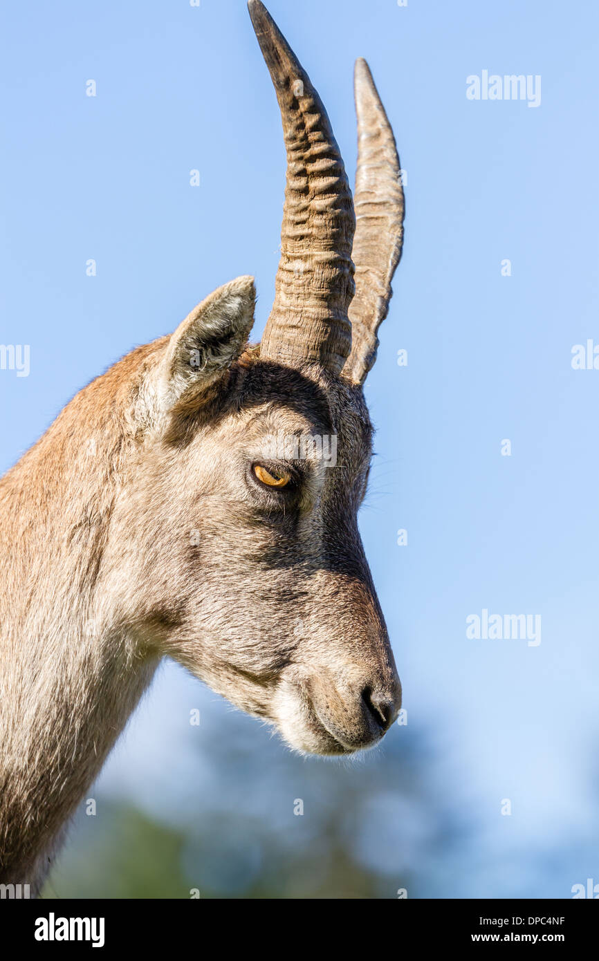Geiss tier -Fotos und -Bildmaterial in hoher Auflösung – Alamy
