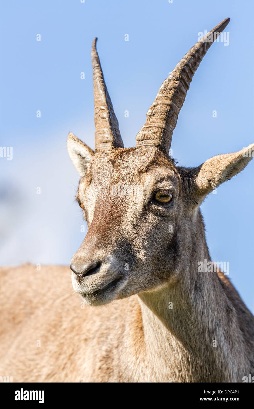 Geiss tier -Fotos und -Bildmaterial in hoher Auflösung – Alamy