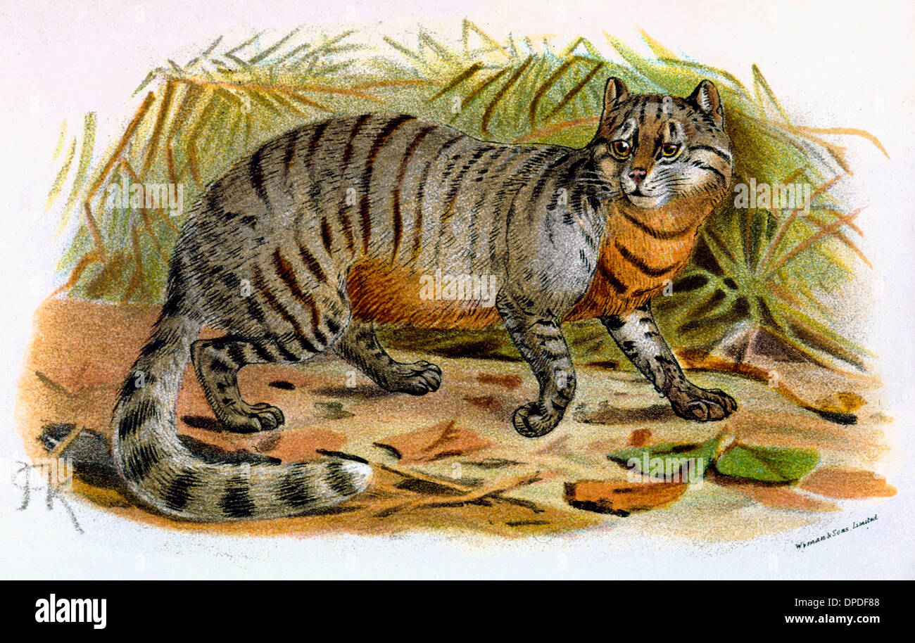 Historische katze -Fotos und -Bildmaterial in hoher Auflösung – Alamy