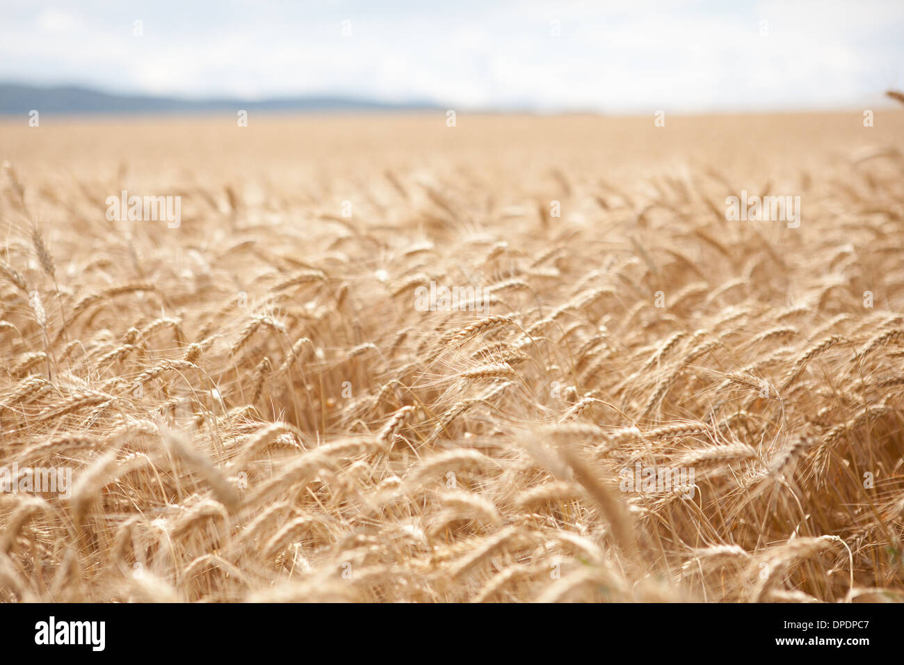 Feld jubeln -Fotos und -Bildmaterial in hoher Auflösung – Alamy