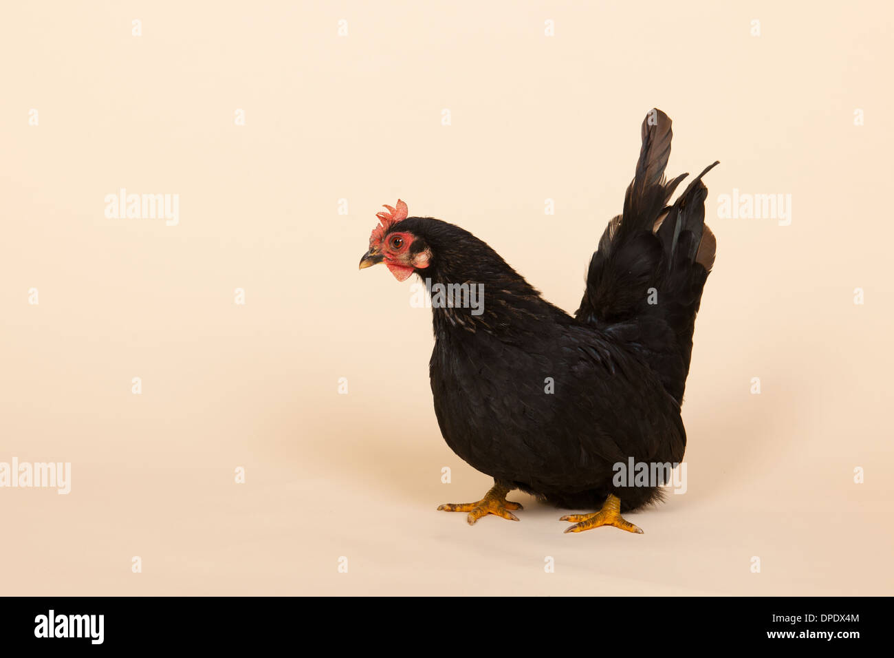 Chabo chicken japanese bantam chicken -Fotos und -Bildmaterial in hoher ...