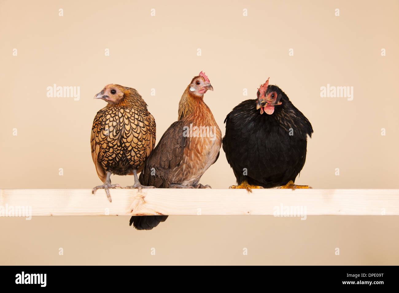 Drei verschiedene Huhn auf Stick im studio Stockfotografie - Alamy