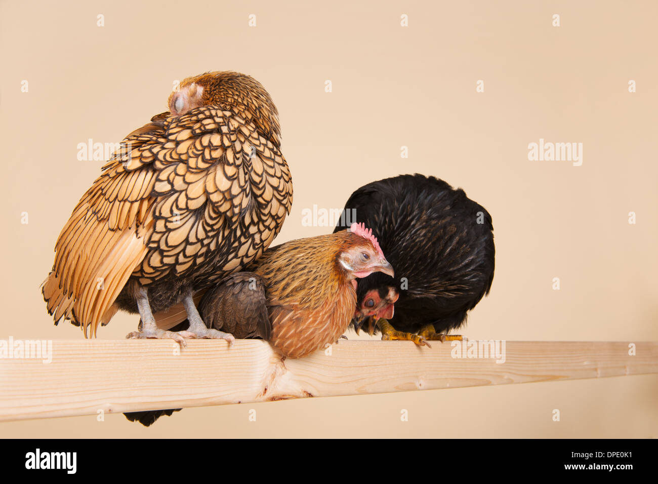 Chabo chicken japanese bantam chicken -Fotos und -Bildmaterial in hoher ...