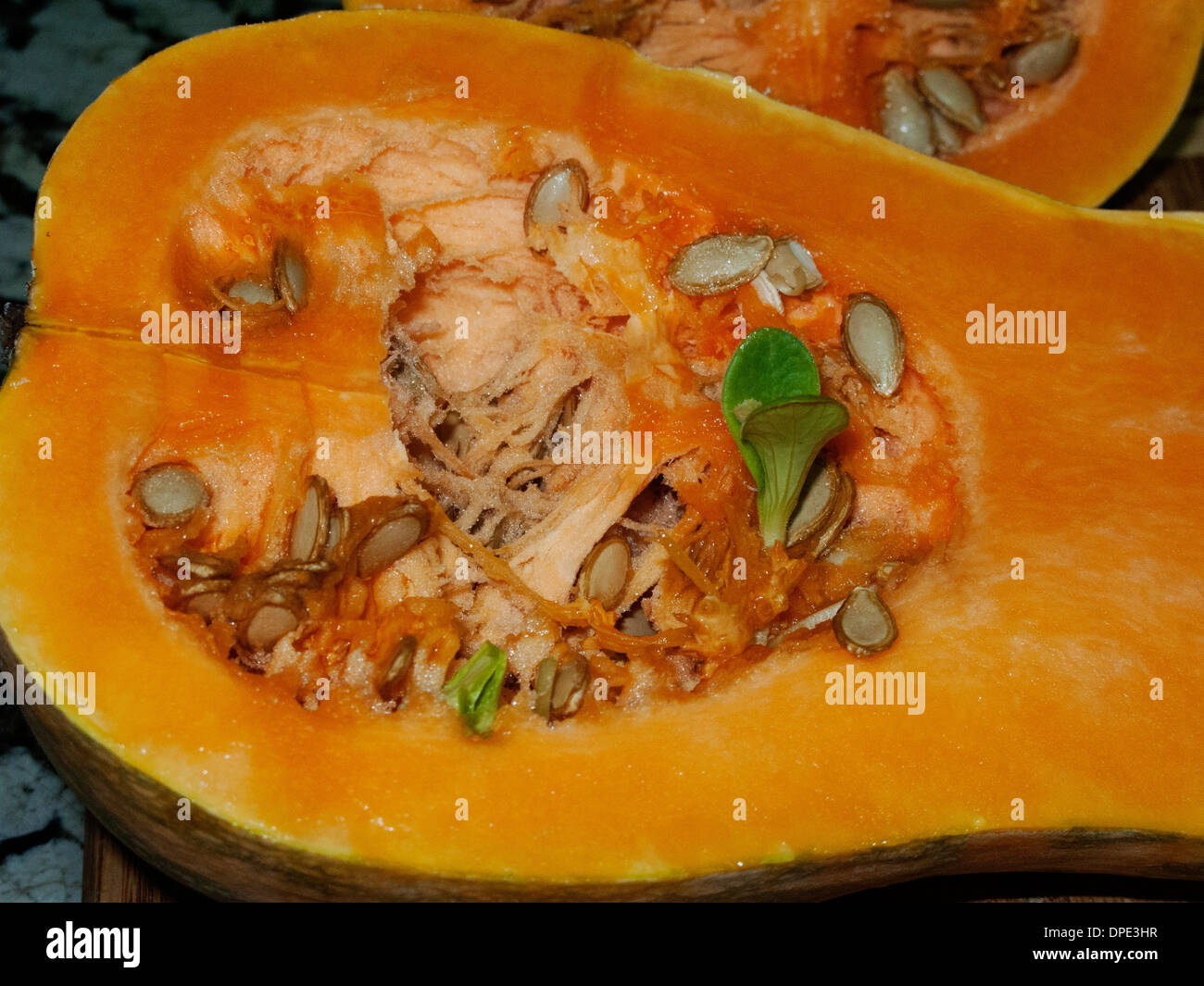 Samen keimung -Fotos und -Bildmaterial in hoher Auflösung – Alamy