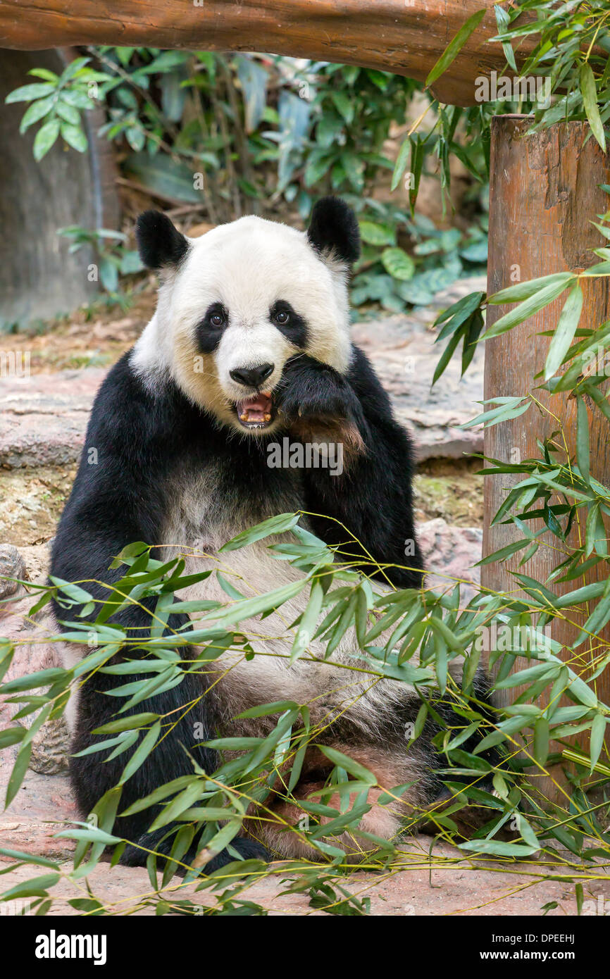 Süßer panda -Fotos und -Bildmaterial in hoher Auflösung – Alamy