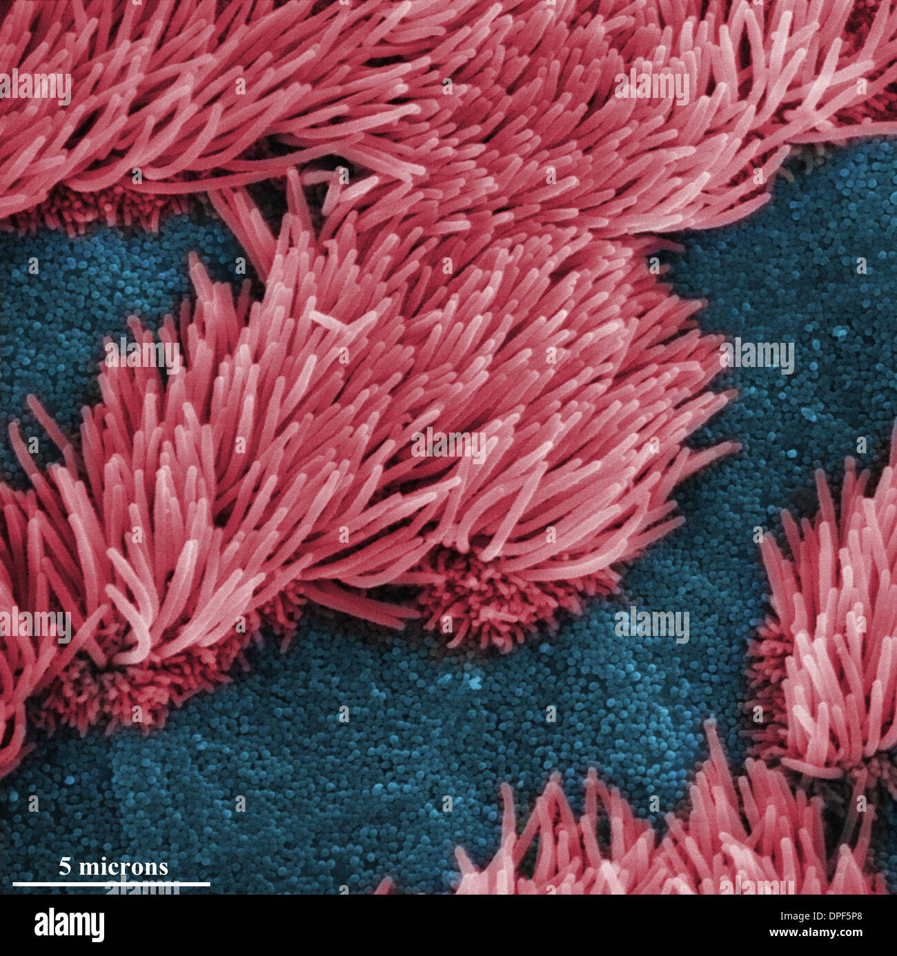 Flimmerepithel lunge -Fotos und -Bildmaterial in hoher Auflösung – Alamy