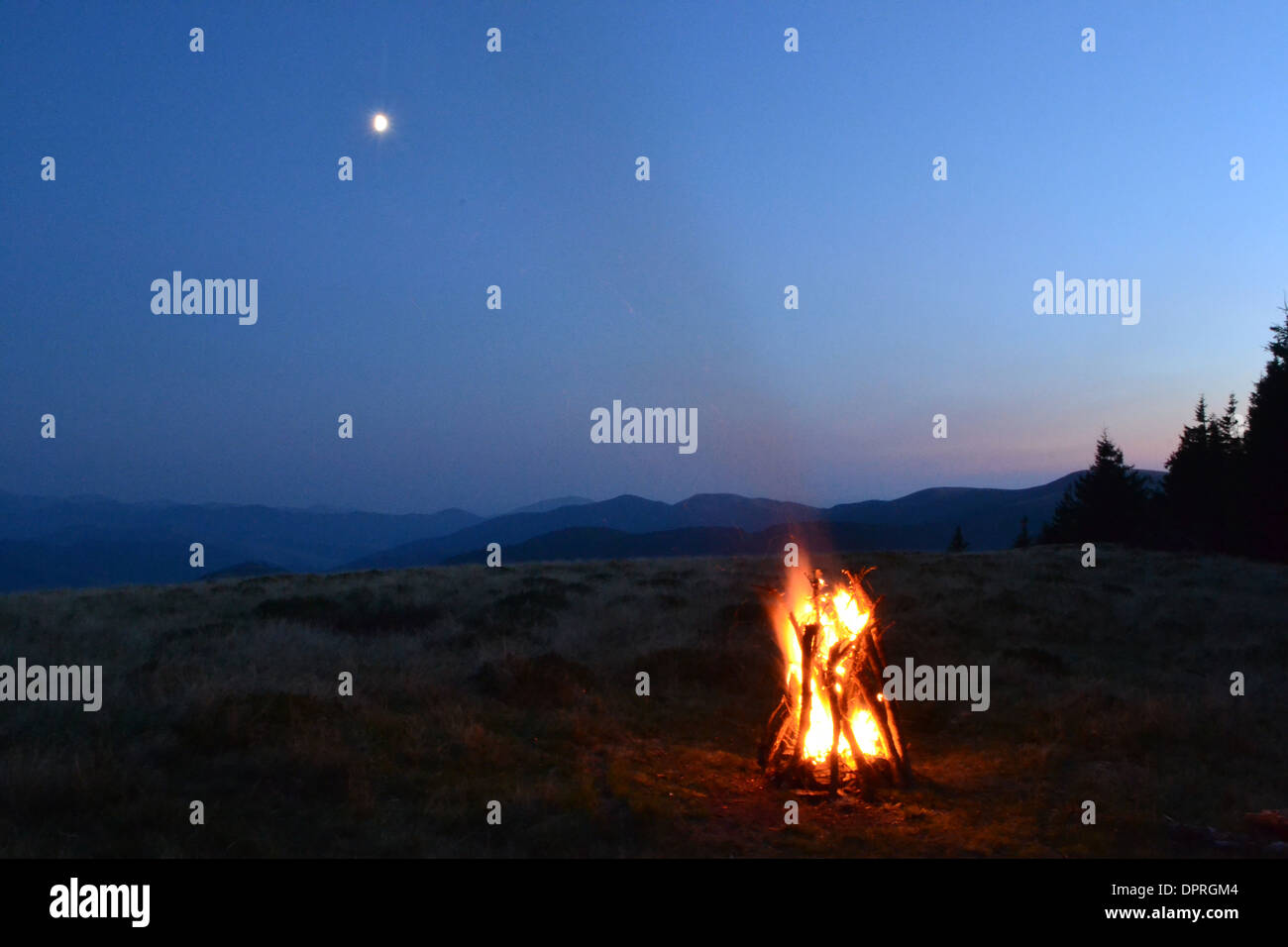 Baum V Stockfotos und -bilder Kaufen - Alamy
