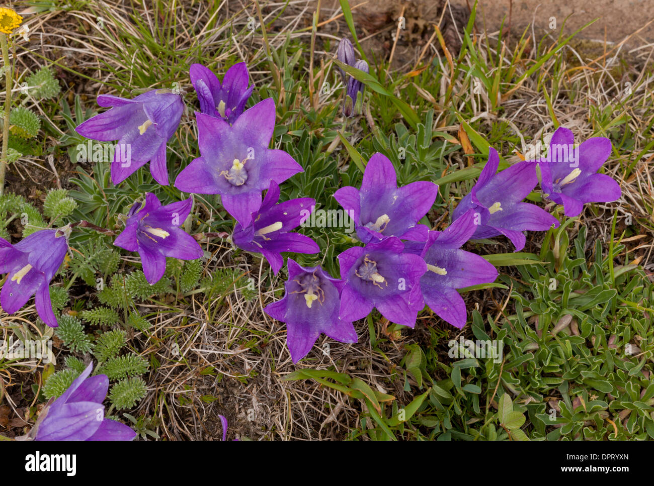 Alpen glockenblume -Fotos und -Bildmaterial in hoher Auflösung – Alamy