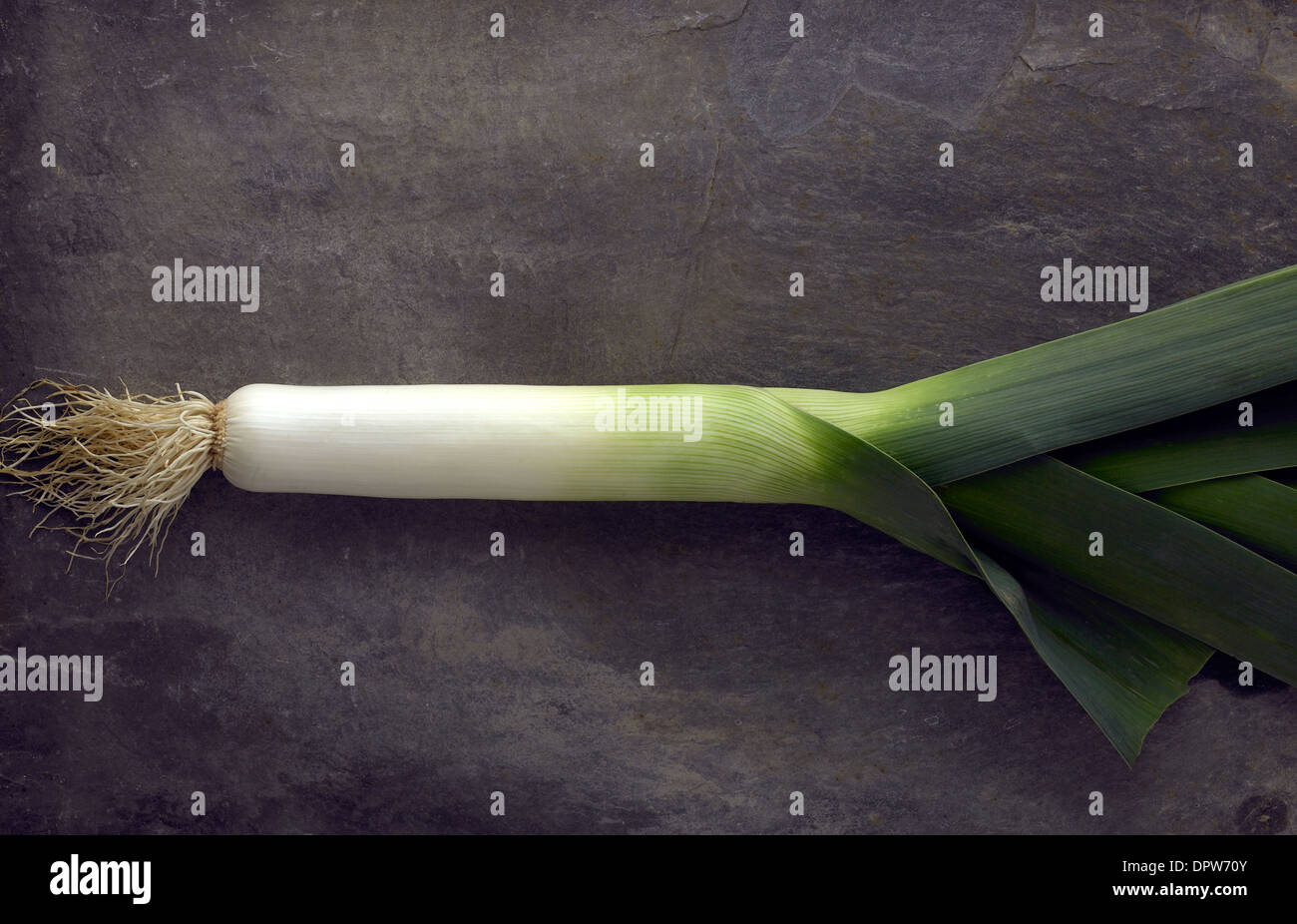 Welsh leek -Fotos und -Bildmaterial in hoher Auflösung – Alamy
