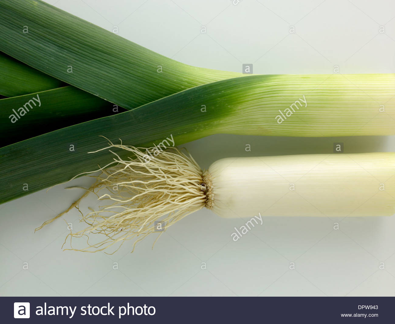 Der Walisische Lauch Stockfotos und -bilder Kaufen - Alamy