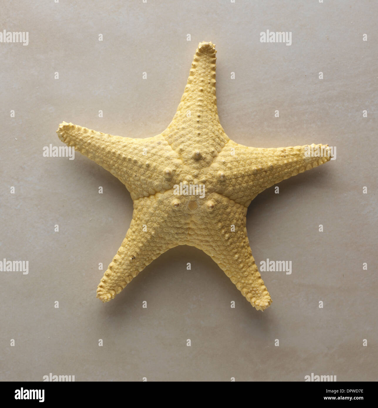 Marine invertebrate -Fotos und -Bildmaterial in hoher Auflösung – Alamy