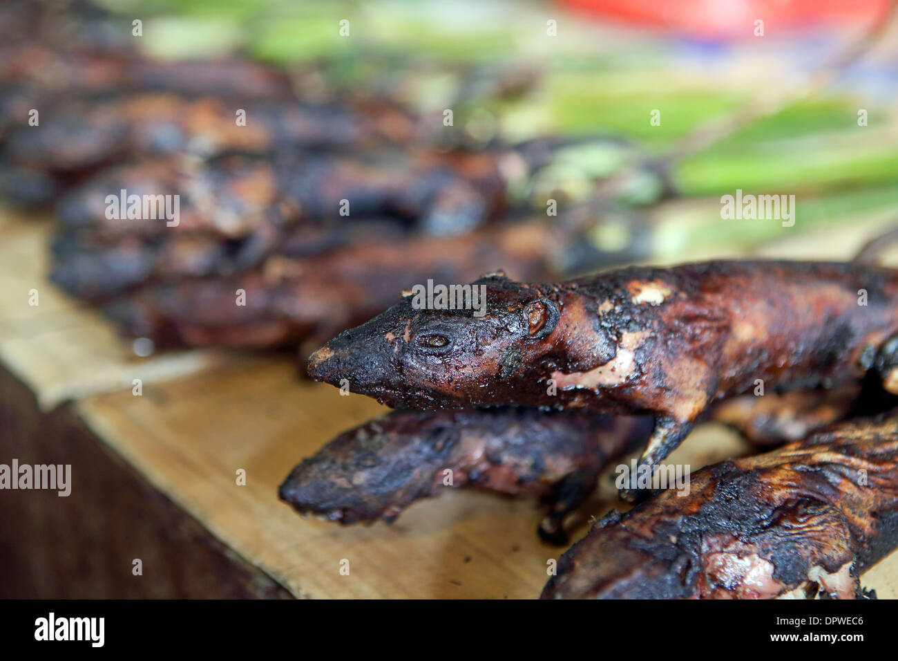 Frische ratten -Fotos und -Bildmaterial in hoher Auflösung – Alamy