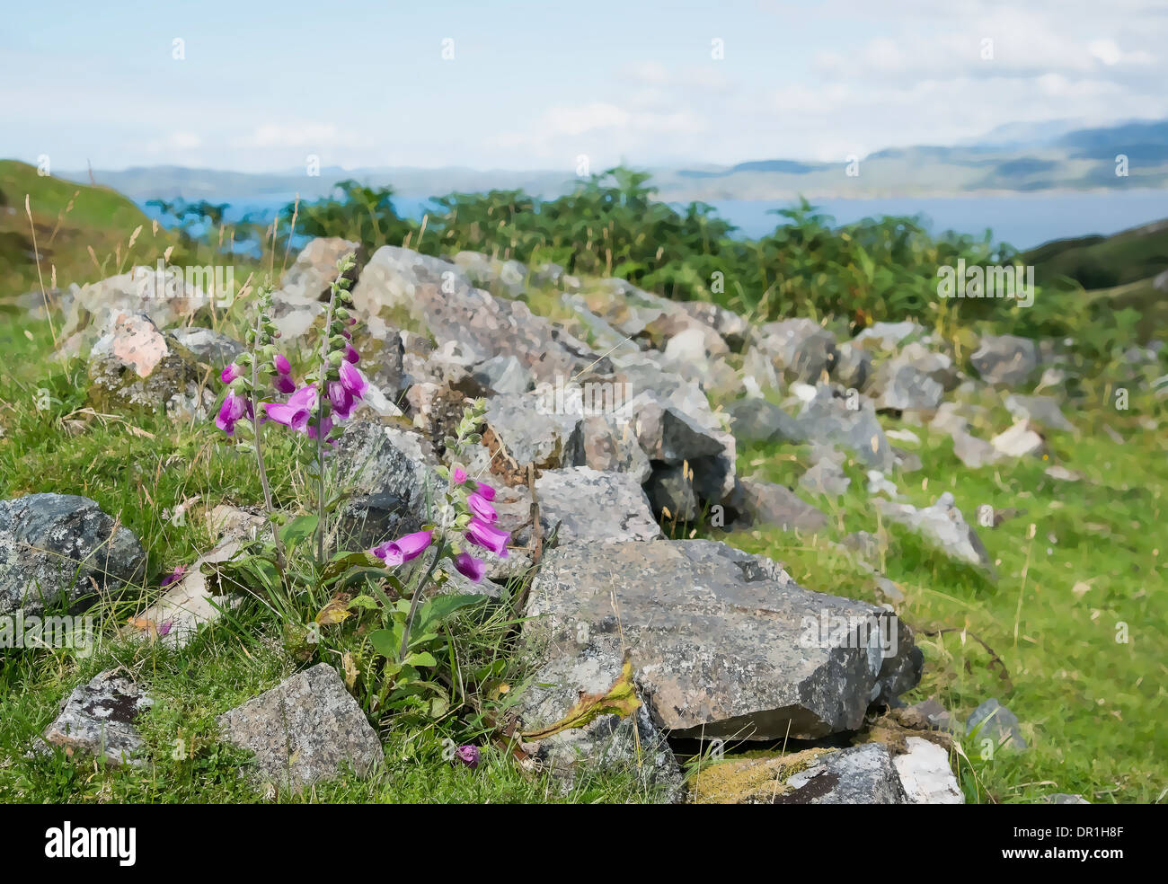 Wilde fingerhüte -Fotos und -Bildmaterial in hoher Auflösung – Alamy