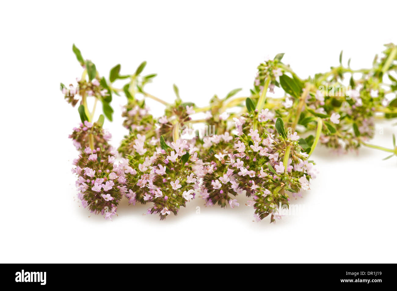 Wild thymian thymus serpyllum -Fotos und -Bildmaterial in hoher ...