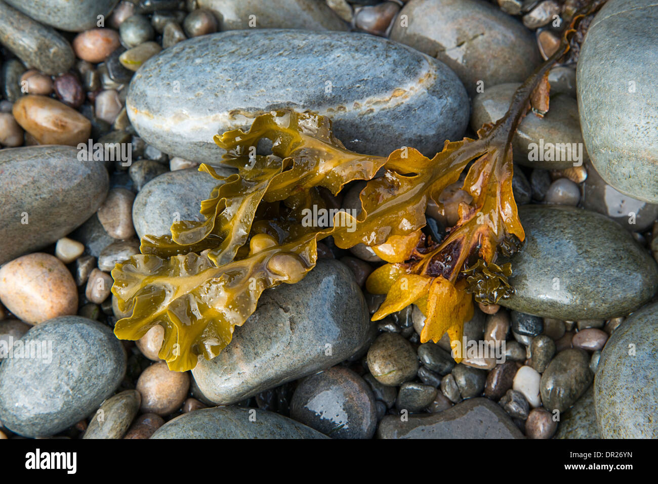 Kieseliges ufer -Fotos und -Bildmaterial in hoher Auflösung – Alamy