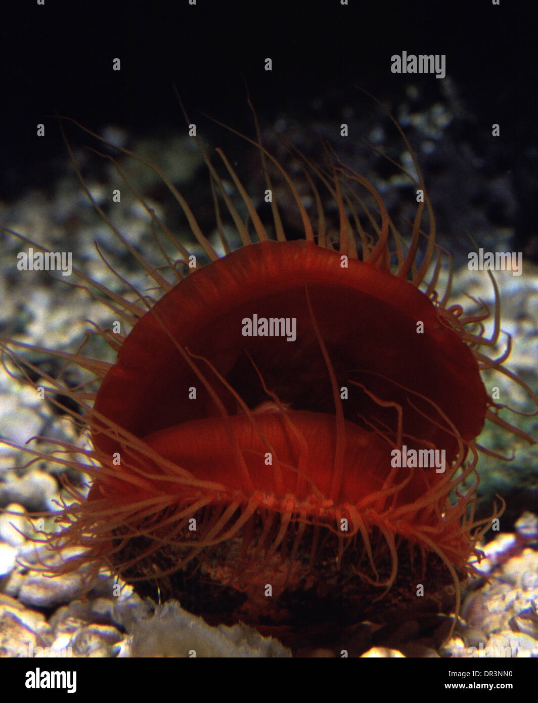 File shell lima lima -Fotos und -Bildmaterial in hoher Auflösung – Alamy