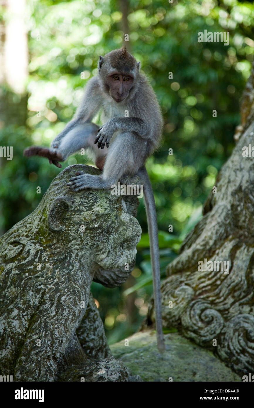 Affen, Insel Bali, Indonesien Stockfotografie - Alamy