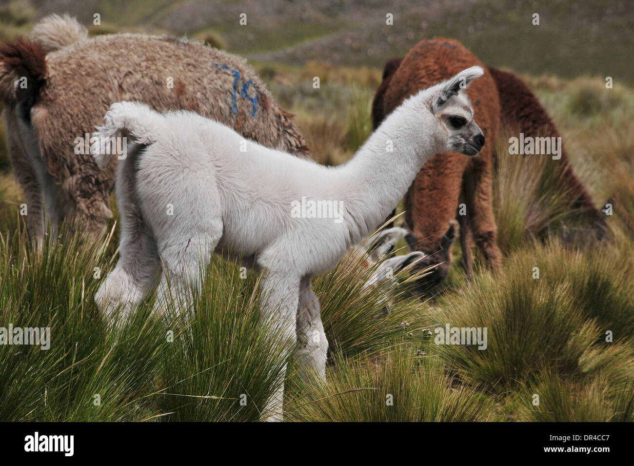 Baby llama in peru -Fotos und -Bildmaterial in hoher Auflösung – Alamy