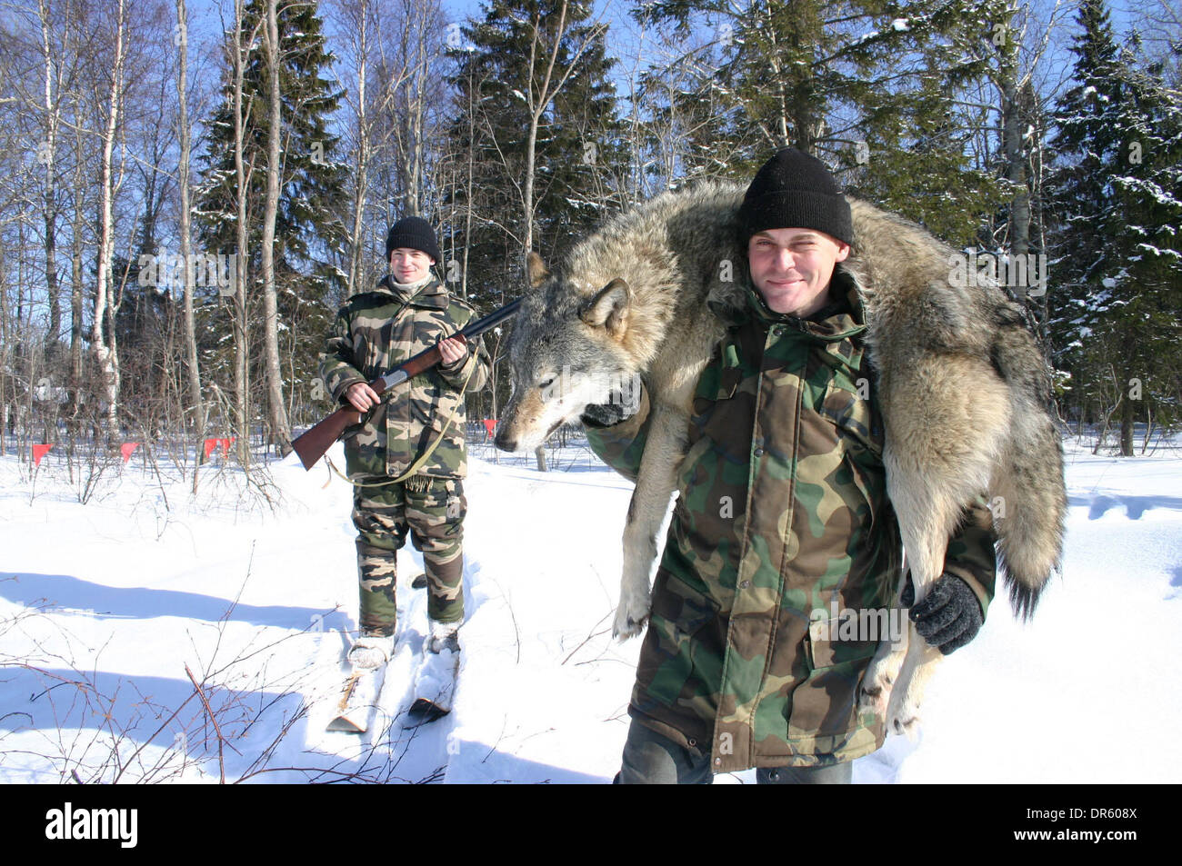 Gejagter wolf -Fotos und -Bildmaterial in hoher Auflösung - Seite 2 - Alamy