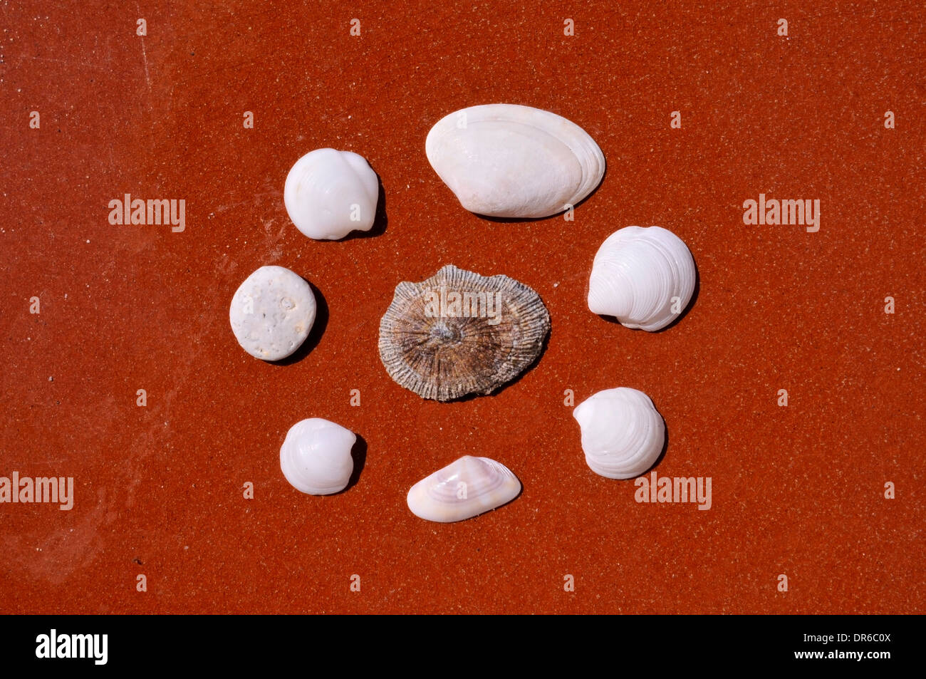 Muscheln, Fuerteventura, Spanien Stockfotografie - Alamy