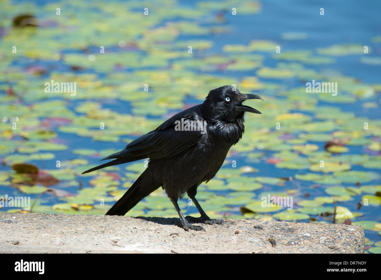 Australian Raven Stockfotos & Australian Raven Bilder - Alamy