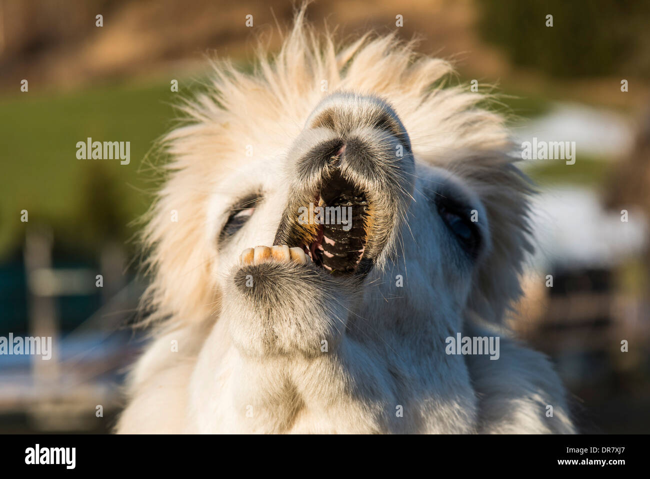 Lama (Lama Glama) mit seinen Mund öffnen seitlich, Vorderstoder ...