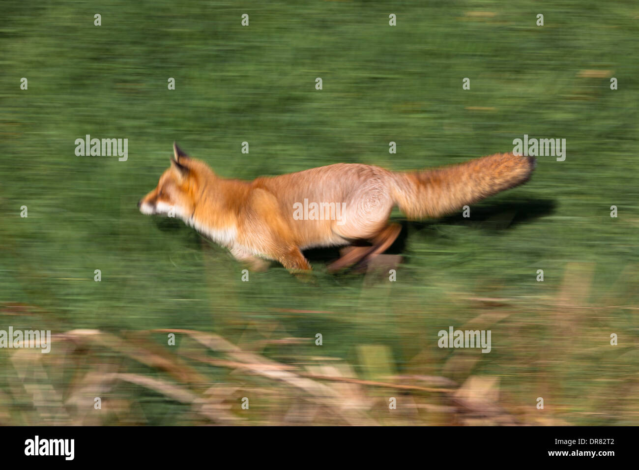 Rennender fuchs -Fotos und -Bildmaterial in hoher Auflösung – Alamy