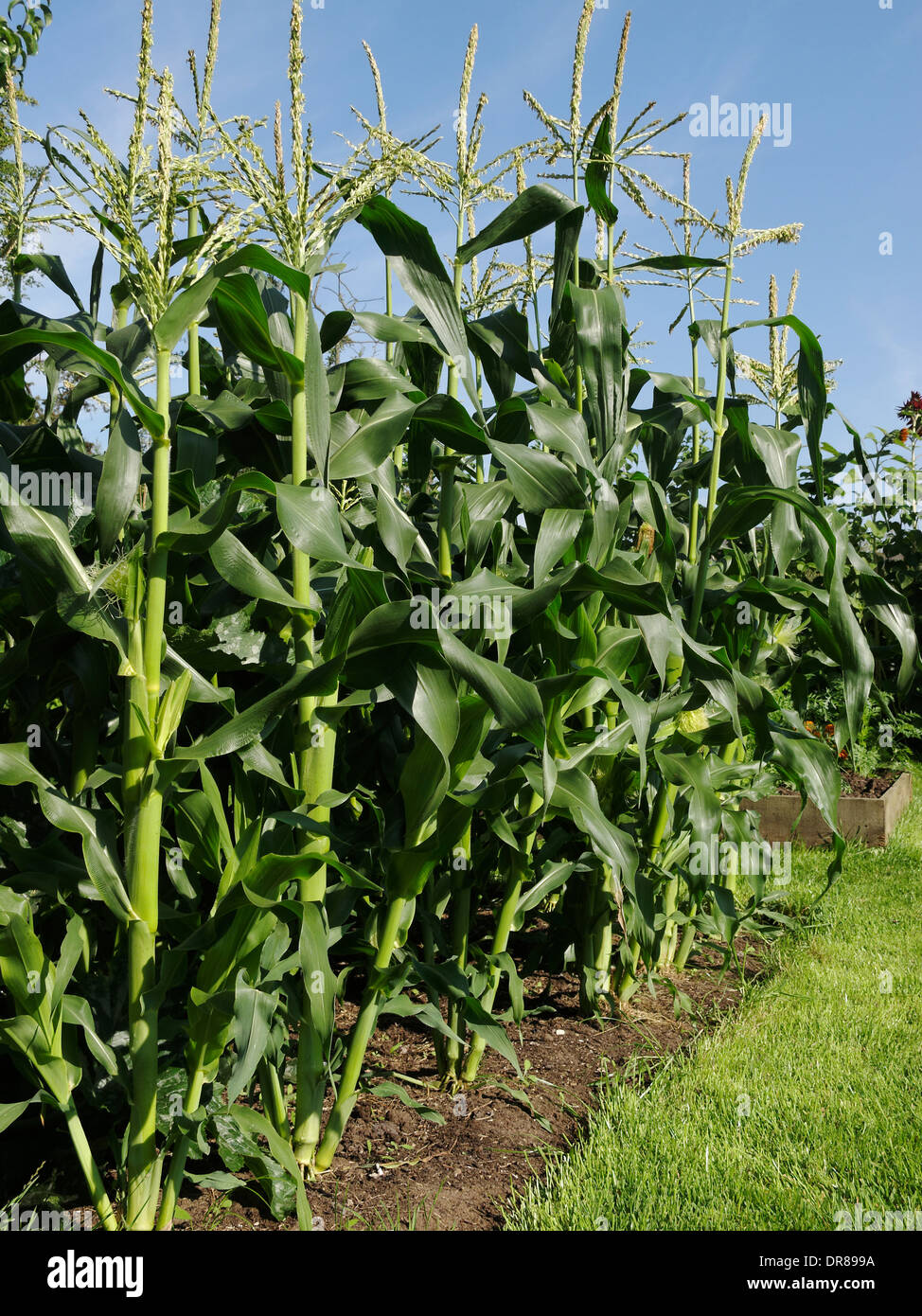 Sweet corn plants -Fotos und -Bildmaterial in hoher Auflösung – Alamy