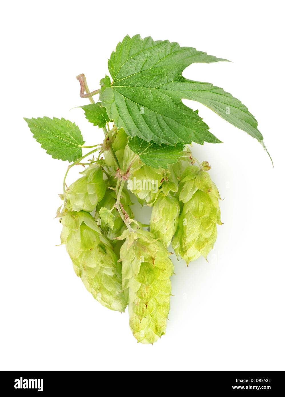 Hopfen Hintergrund Stockfotos und -bilder Kaufen - Alamy