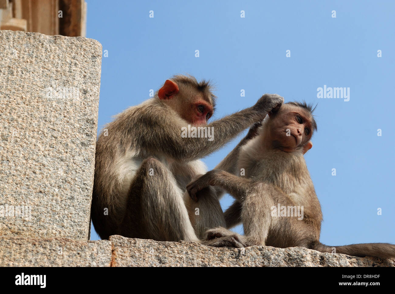 Affe witzig -Fotos und -Bildmaterial in hoher Auflösung – Alamy