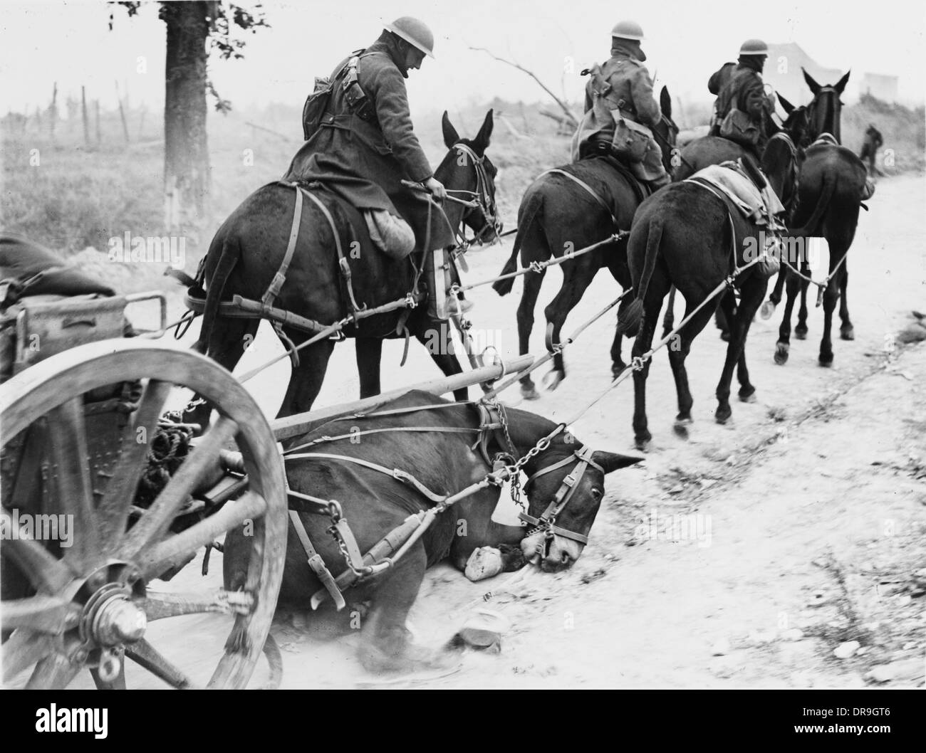 Frankreich transport tiergeschichte historisches archiv archiv -Fotos und -Bildmaterial in hoher ...